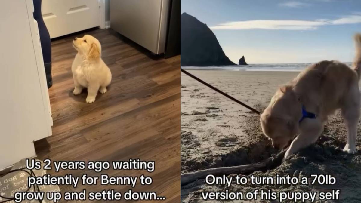 Video: Owners Patiently Wait for Golden Retriever Puppy To Grow & Then ...
