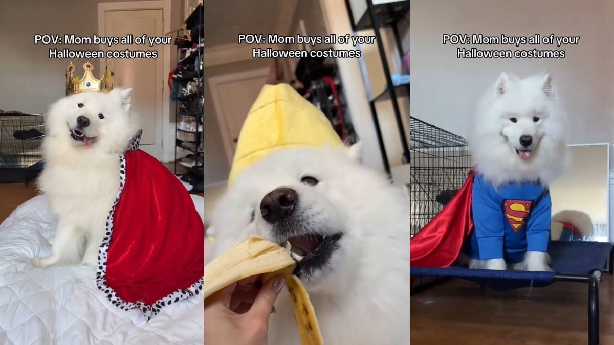 Video: Samoyed Shows off Halloween Costumes Mom Bought for Him - DogTime