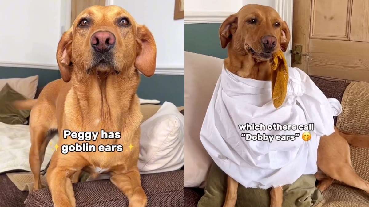 Video: Dog’s ‘Dobby Ears’ Are a Sign of How Happy She Is - DogTime