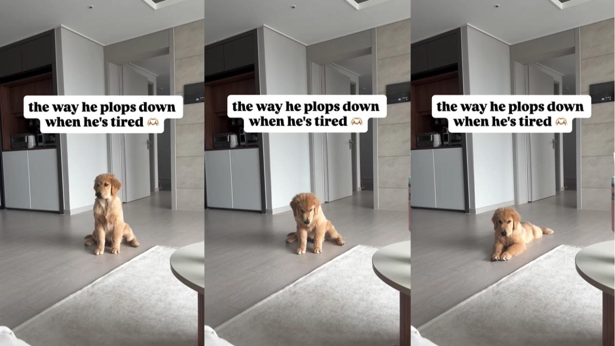 Golden Retriever Puppy Plops Down When He's Tired in the Cutest Video ...