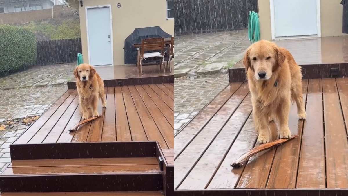 Video: Watch This Determined Golden Retriever Brave the Rain for His ...