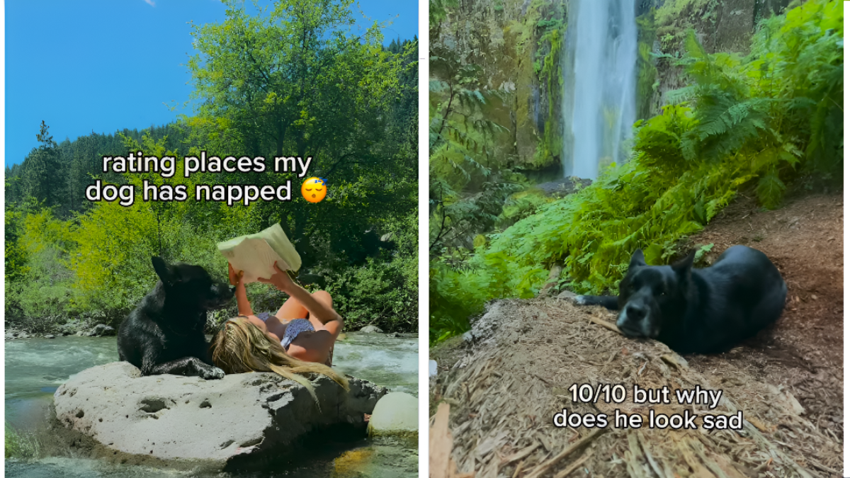 Video: Owner Rates Places Their Rescue Dog Has Napped & His Poses Are ...