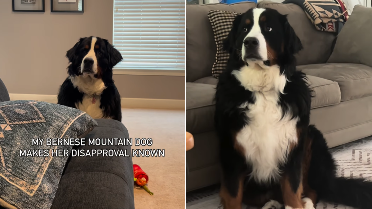 Video: Bernese Mountain Dog Makes Her Disapproval Known in the Sassiest ...