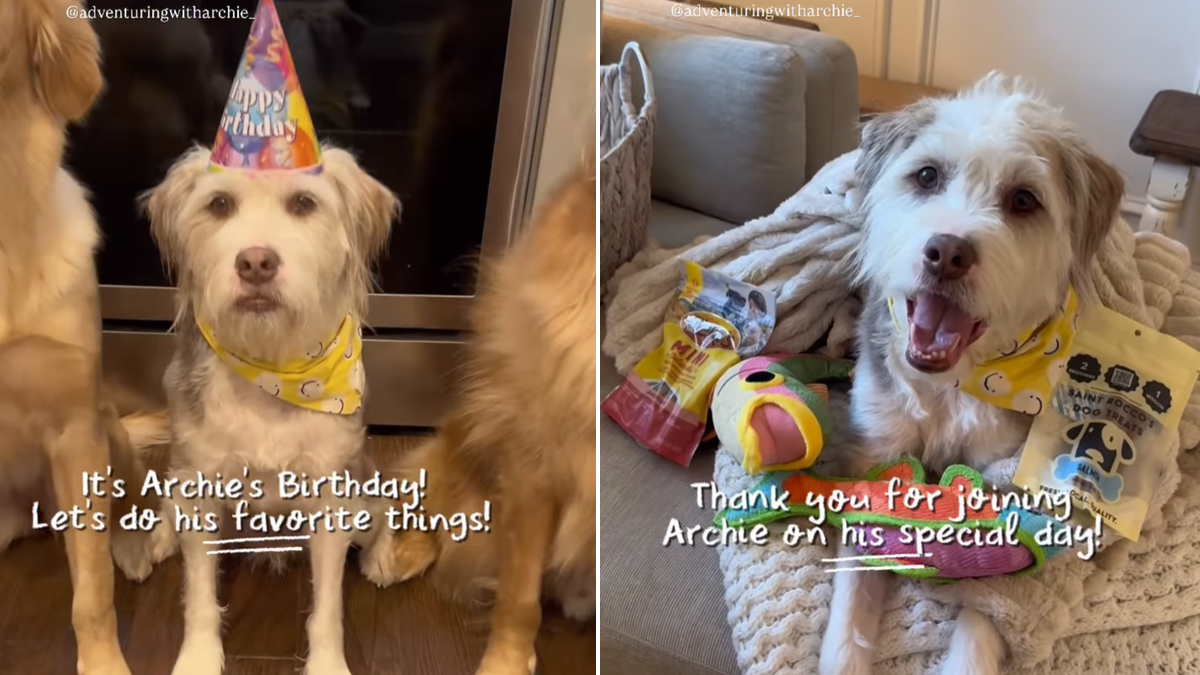 Video: Owner Celebrates Rescue Dog’s 7th Birthday by Doing His Favorite ...