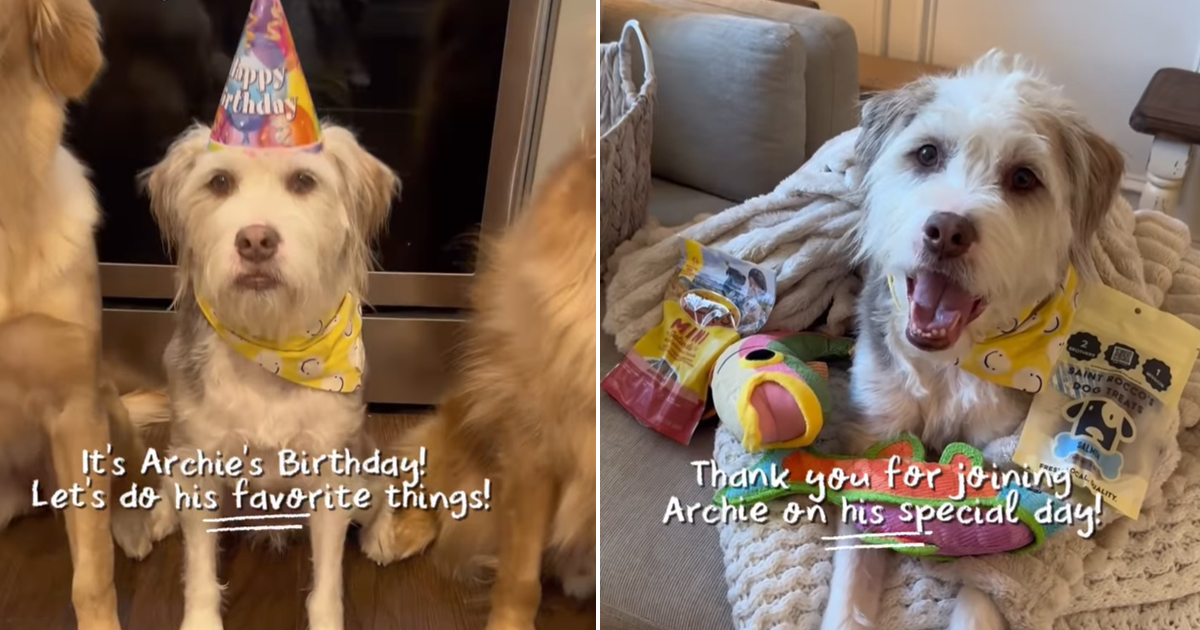 Video: Owner Celebrates Rescue Dog’s 7th Birthday by Doing His Favorite ...