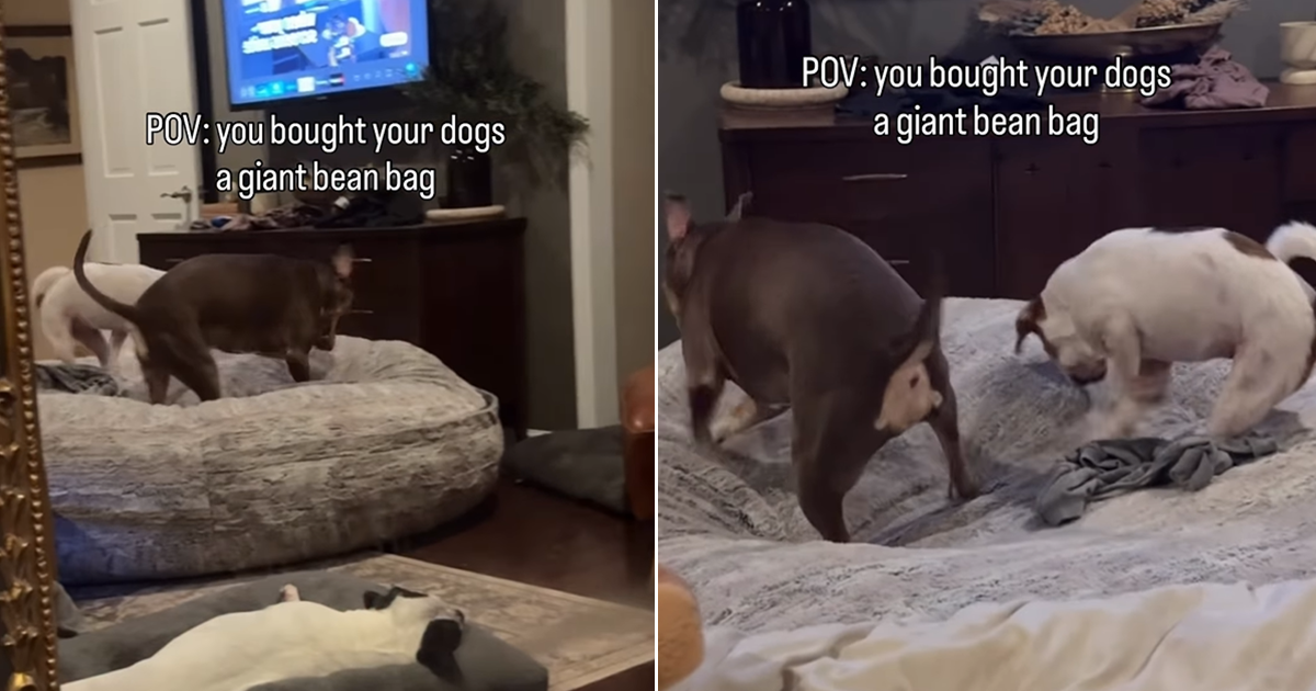 Video: Rescue Dogs’ Reaction to New Bean Bag Is as Crazy as Its ...