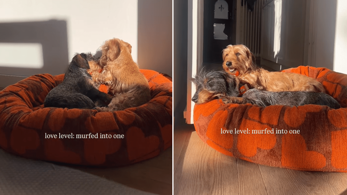 Video: Dog Siblings Have Been Snuggling for So Long They’ve Morphed ...