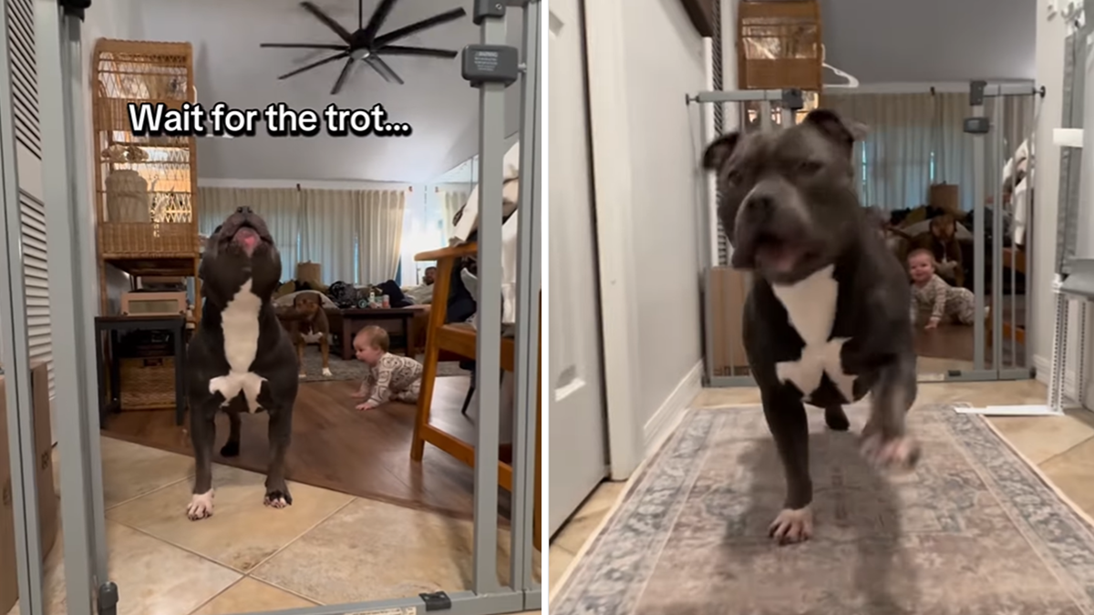 Video: Pit Bull's ‘Little Happy Feet’ Are an Absolute Delight - DogTime