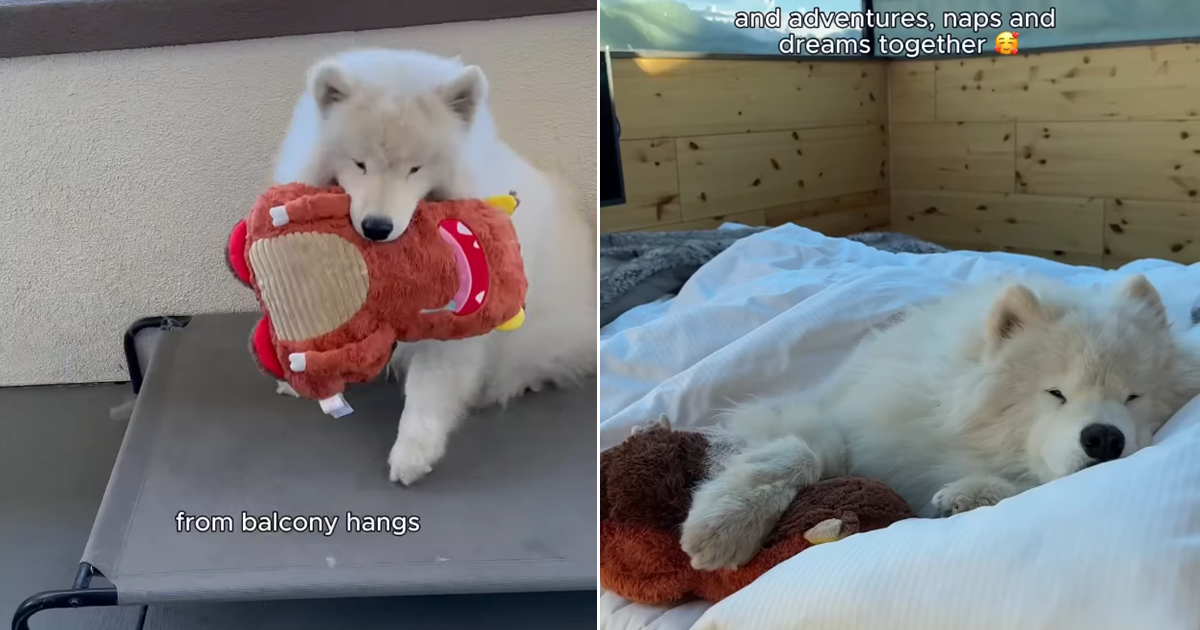 Video: Owner Captures Samoyed’s Journey To Falling in Love With ...