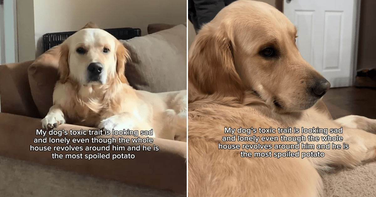 Video: Golden Retriever's Toxic Trait Is Looking 'Sad & Lonely' - DogTime