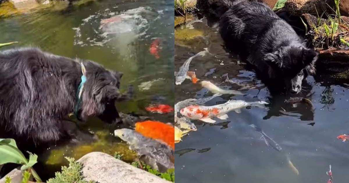 Video: Dog Becomes Best Friends With Fish - DogTime