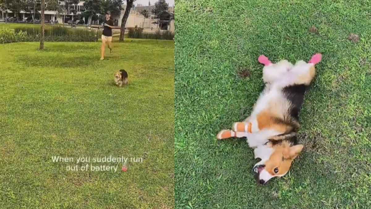 Video: Corgi Suddenly ‘Runs Out of Battery’ While Running - DogTime