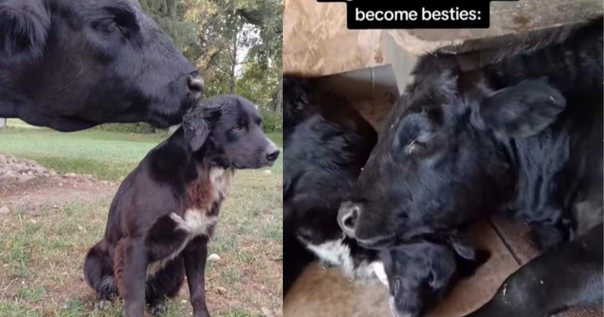 Video: ‘Herding’ Dog Accidentally Befriends a Cow & Now They’re ...