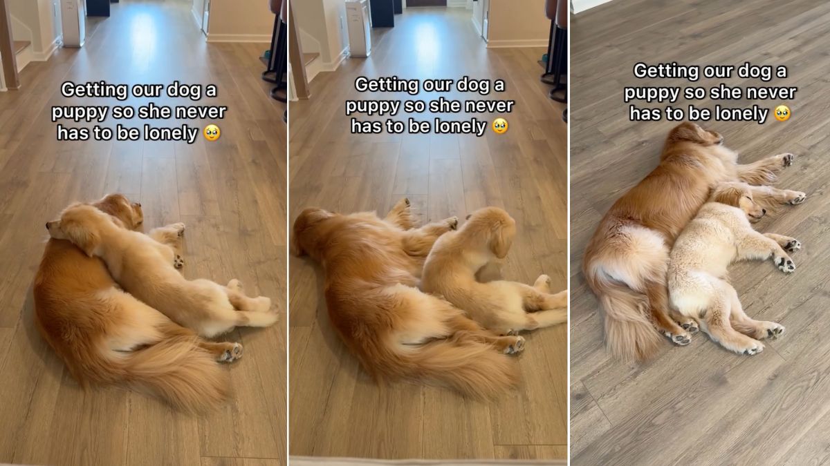 Video: Golden Retriever Puppy Coming to Cuddle Big Sister Is Cutest ...