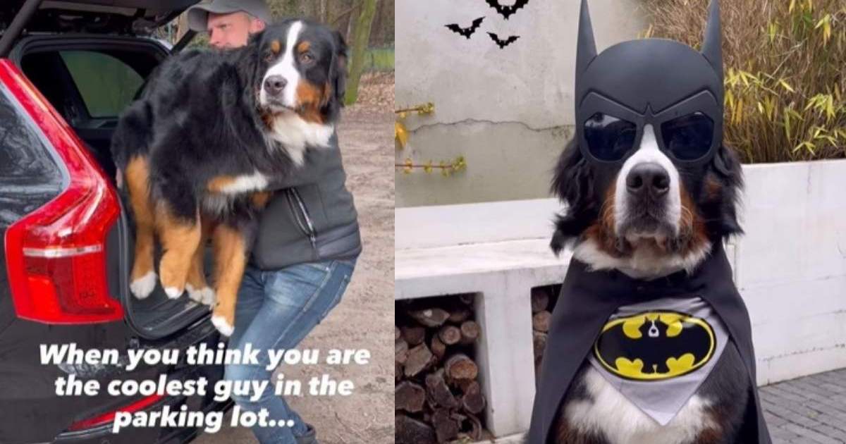 Video: Dog in Batman Costume Proves Why You May Not Be the 'Coolest Guy ...