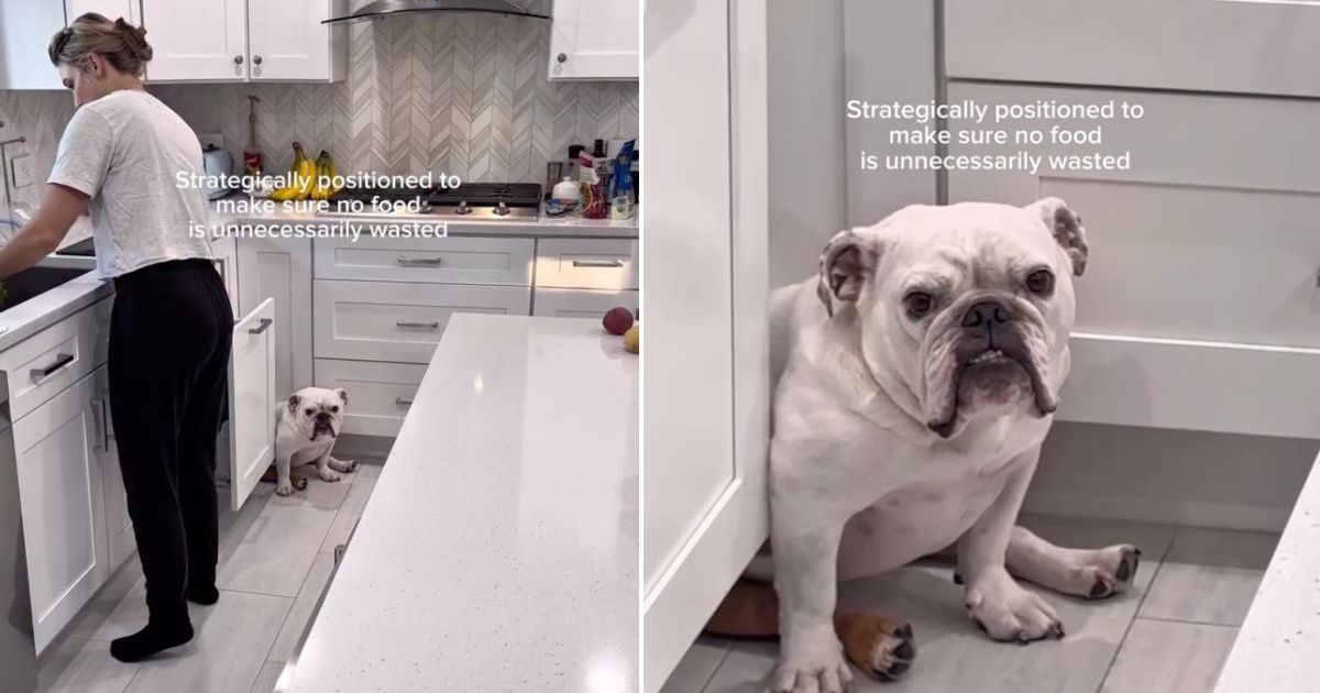 Video Shows Bulldog Making Sure No Food Goes to Waste - DogTime