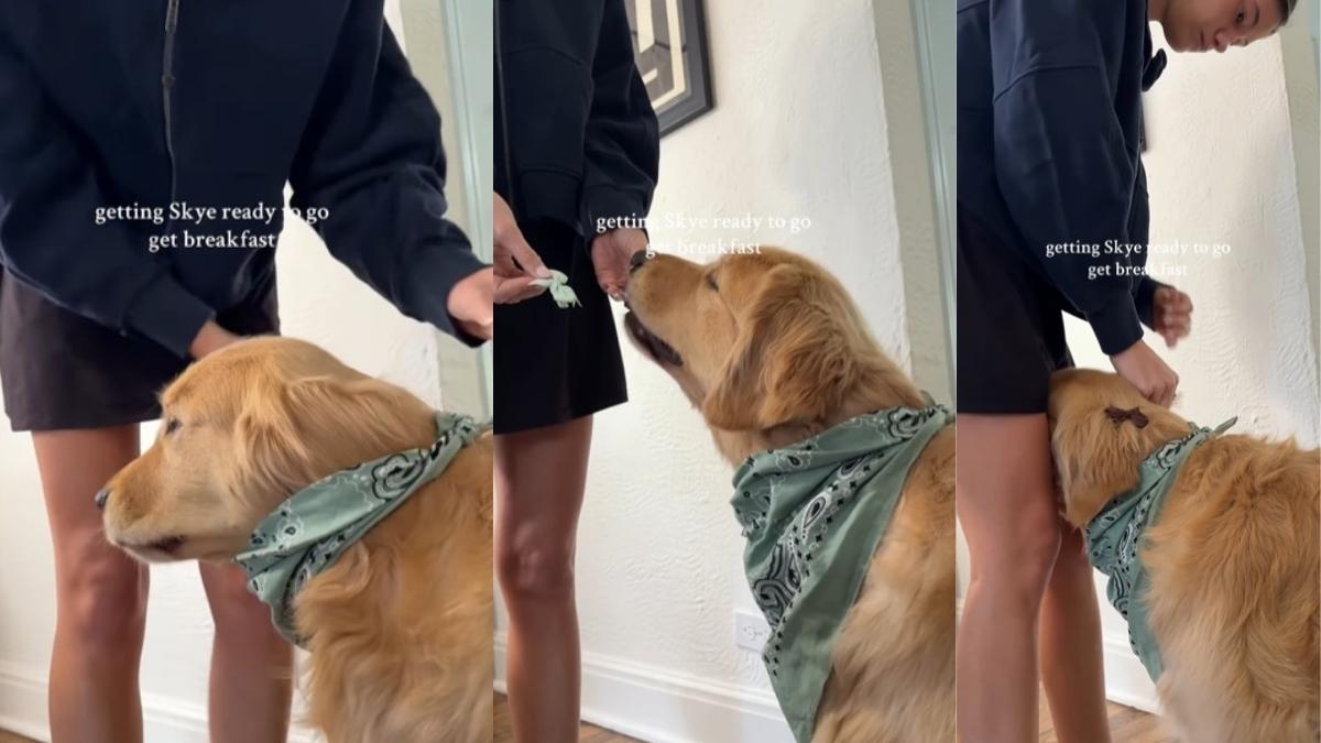 Video: Get Ready With This Golden Retriever for Breakfast Outing With ...