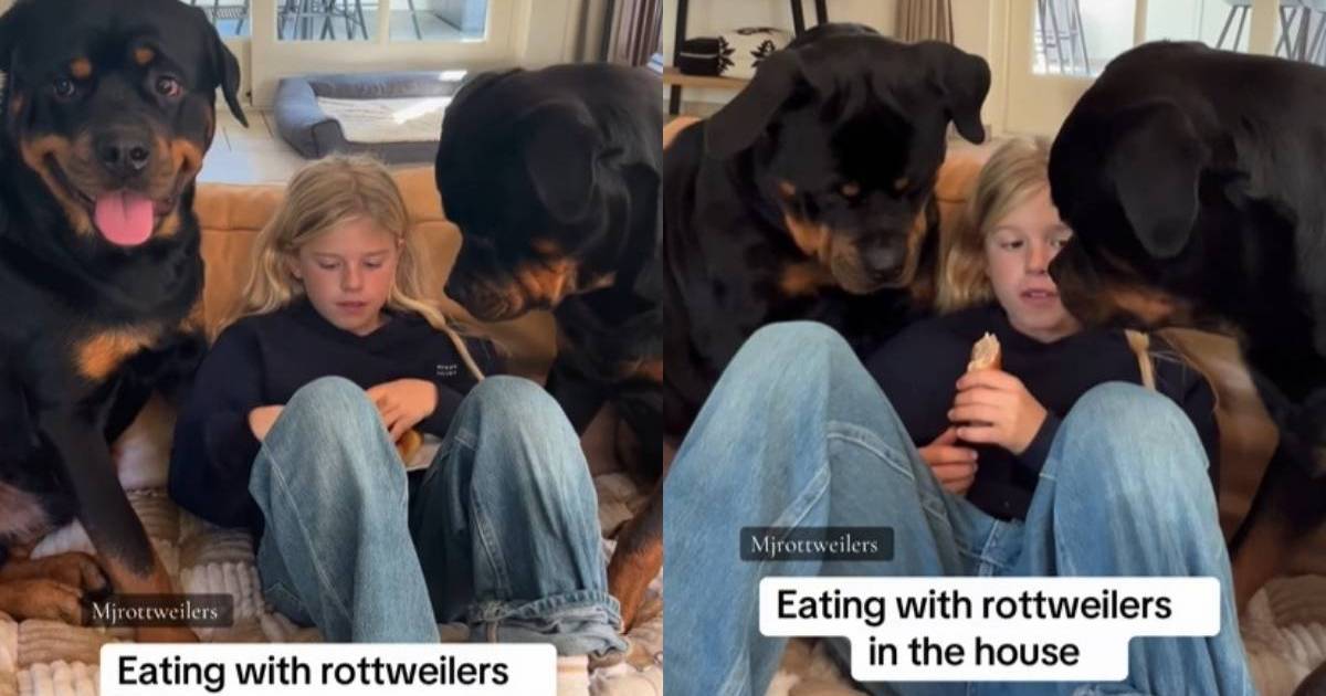 Video Demonstrates What It's Like To Eat with Rottweilers in the house ...