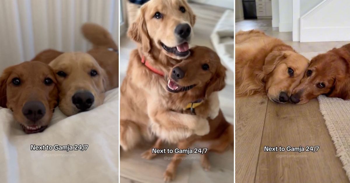 Video: Dog Stays Right by Furry Sibling’s Side Day & Night