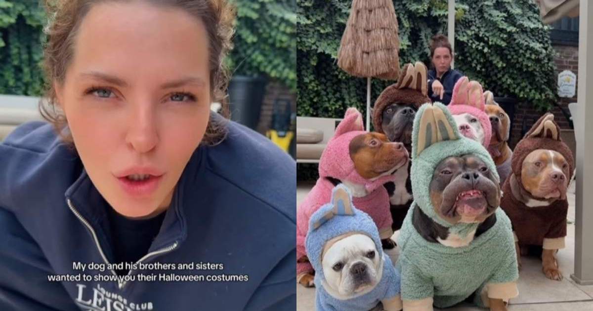 Video: Bulldog & Furry Siblings Want to Flaunt Halloween Costumes & You ...