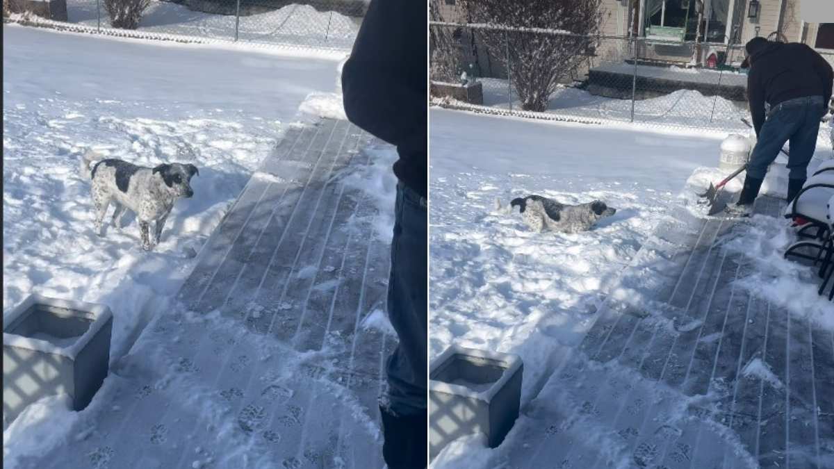 Video: This Dog Is Likely the Happiest Because It Snowed, See Why - DogTime