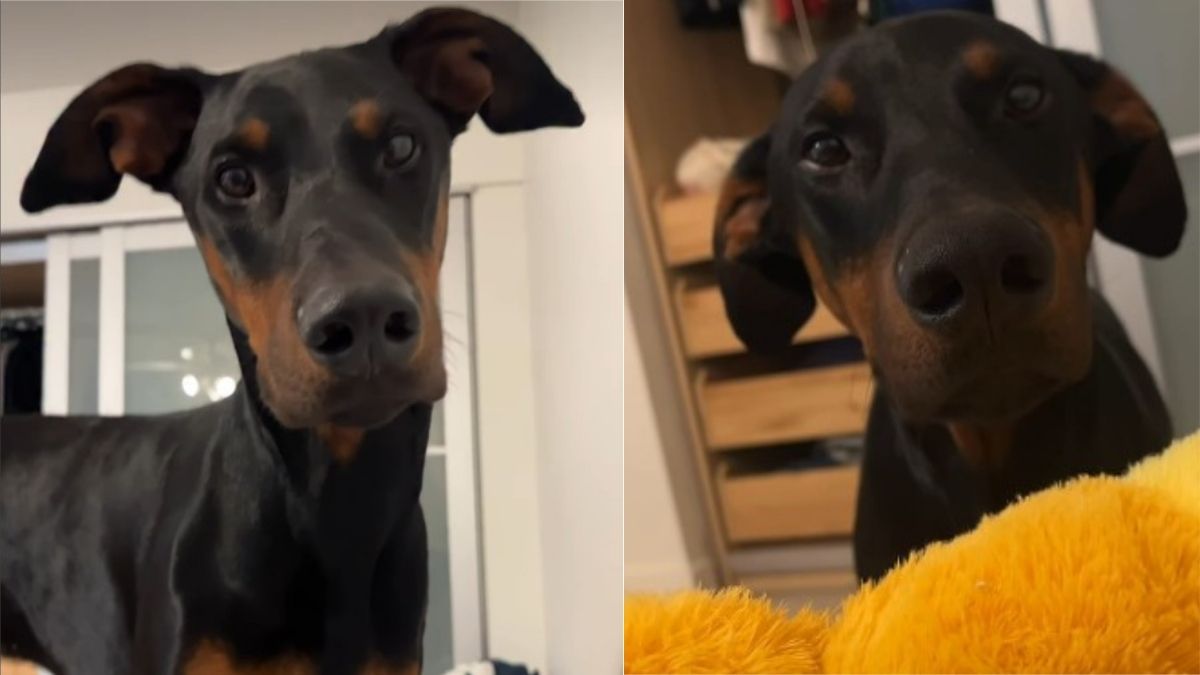 Video Shows Why a 'Mean, Scary' Doberman Should Be Avoided - DogTime