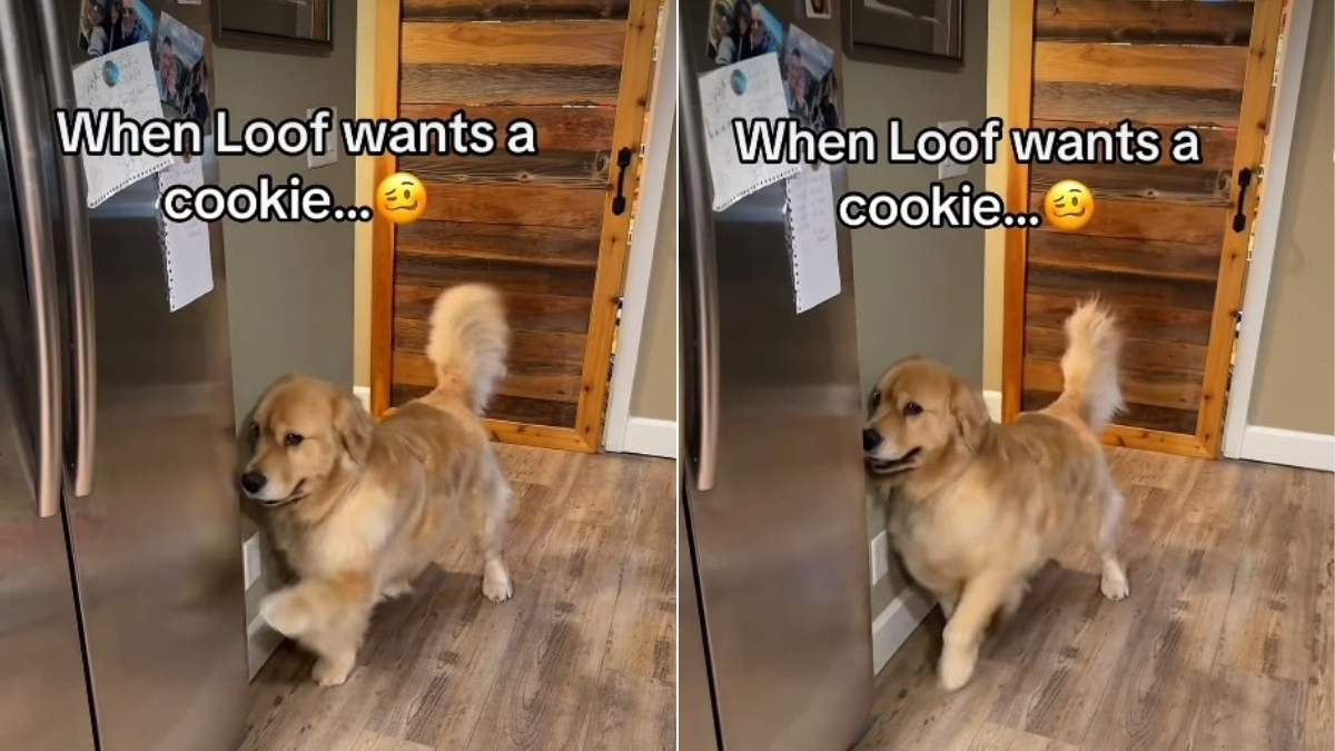 Video: Golden Retriever Uses His Paw Uniquely to Demand Cookies - DogTime