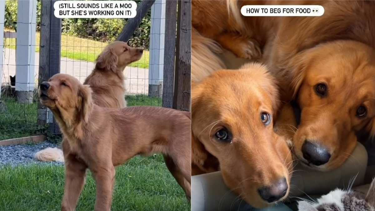 Video: Golden Retriever Teaches Furry Sister All Things Chaotic - DogTime