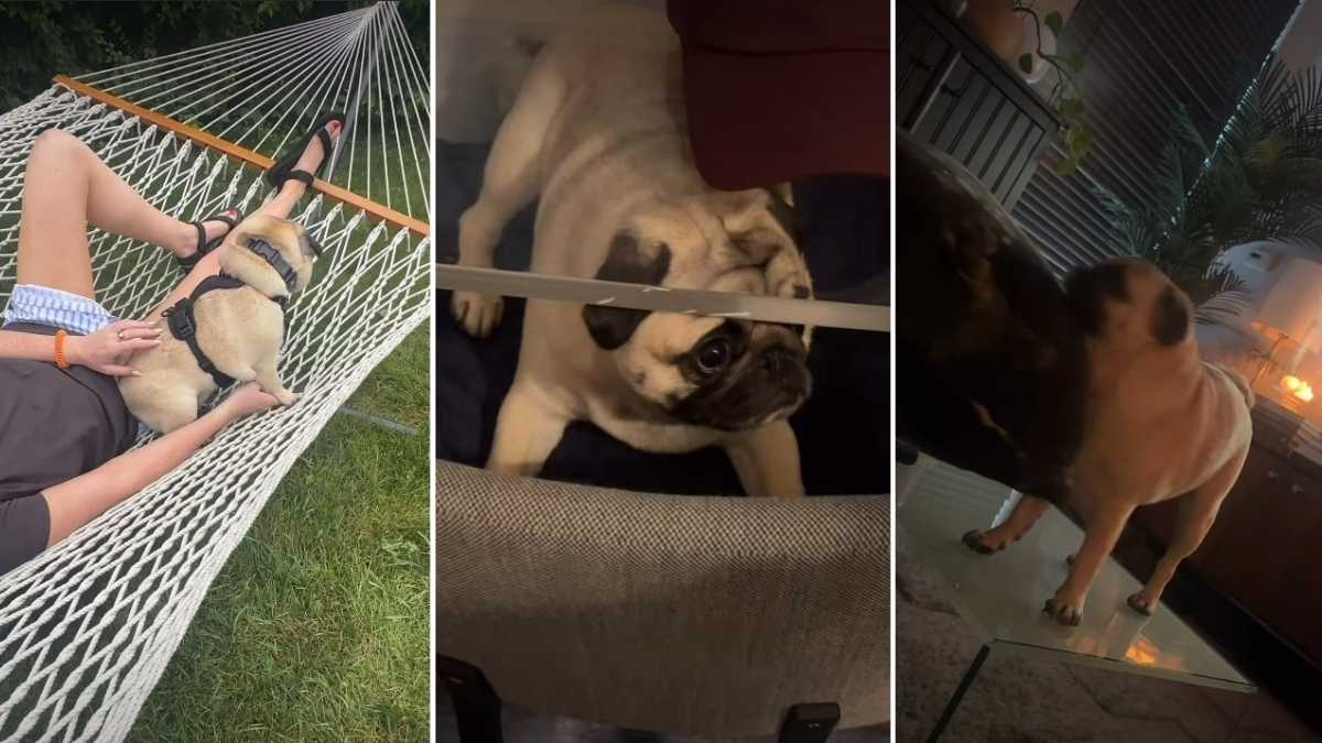 Pug 'Lets Intrusive Thoughts Win' in Fun Compilation Video - DogTime