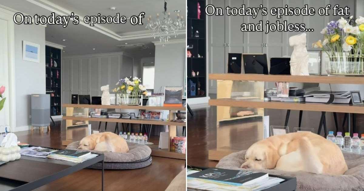 Video: Labrador Melts Hearts as She Wags Her Tail While Sleeping - DogTime