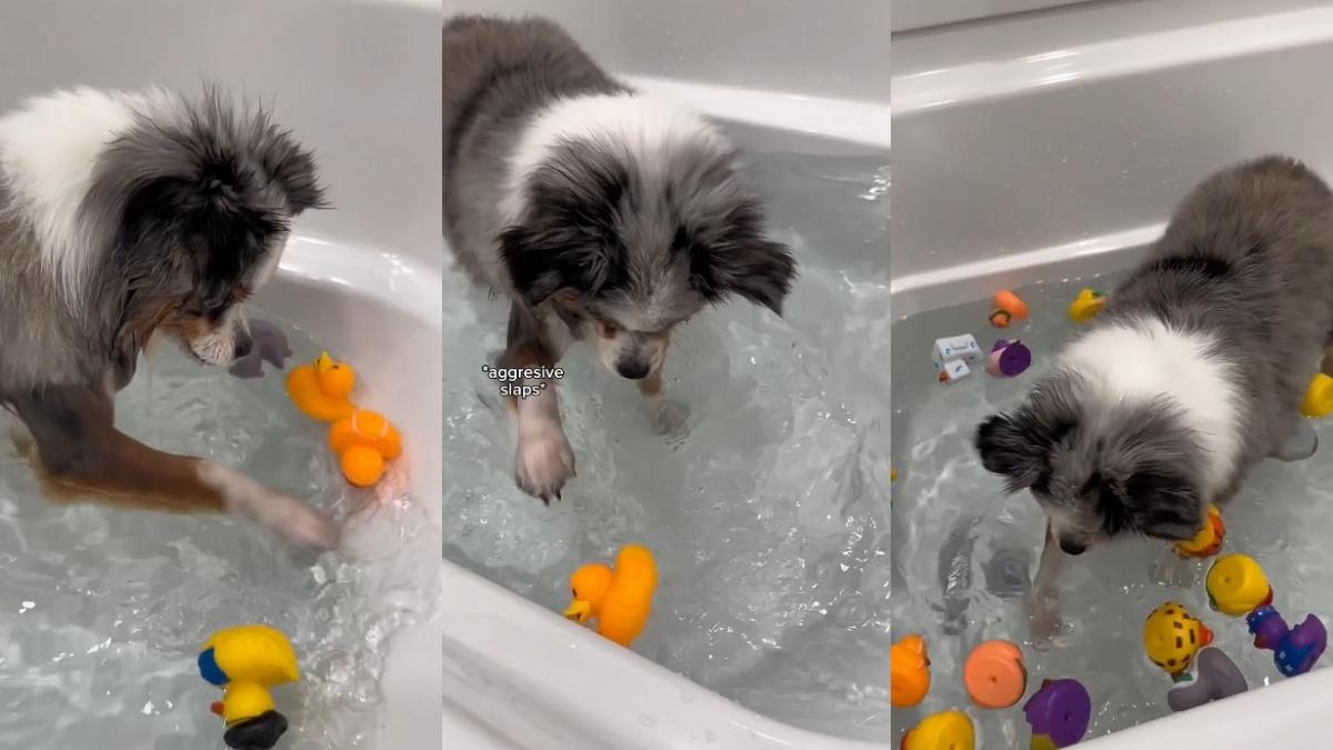 Video: Dog Can't Stop Slapping Rubber Ducks During Bathtime - DogTime