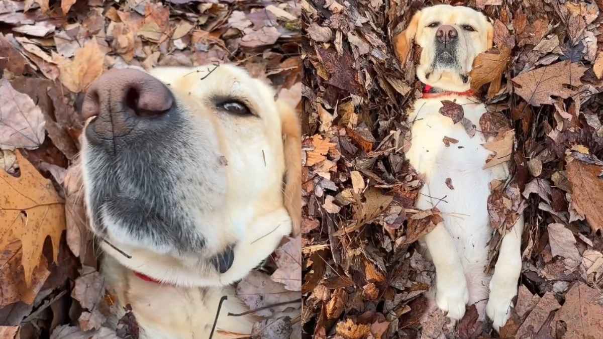 Video: Labrador Goes Viral for Relaxing in a Leaf Pile - DogTime