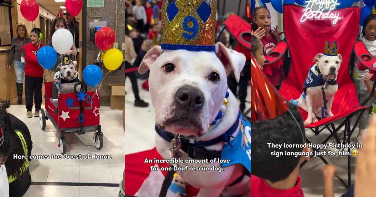 Kids Celebrate Deaf Rescue Dog’s Birthday by Wishing in Sign Language ...