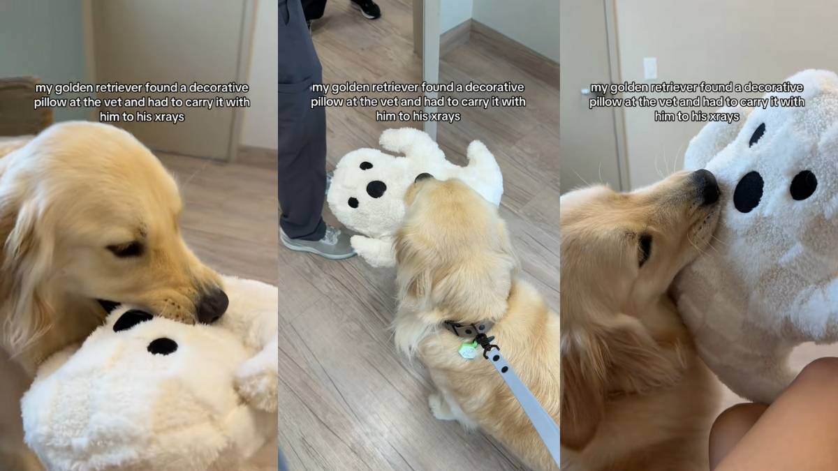 Video: Dog Carries ‘Emotional Support Ghost’ Stuffy to X-Rays - DogTime