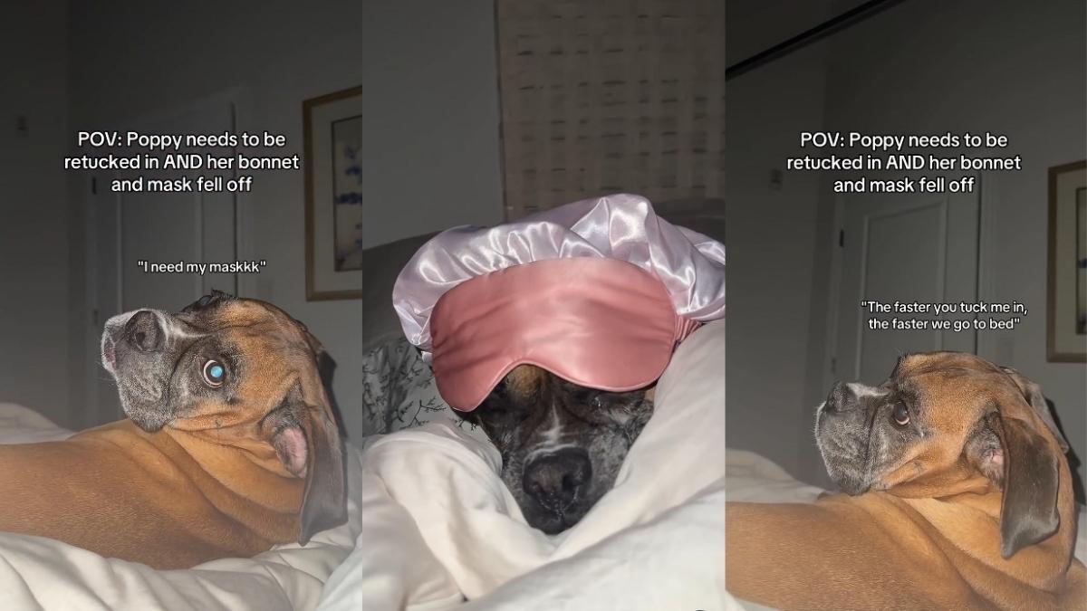 Video: Boxer Proves She Will 'Get Her Way' No Matter What - DogTime