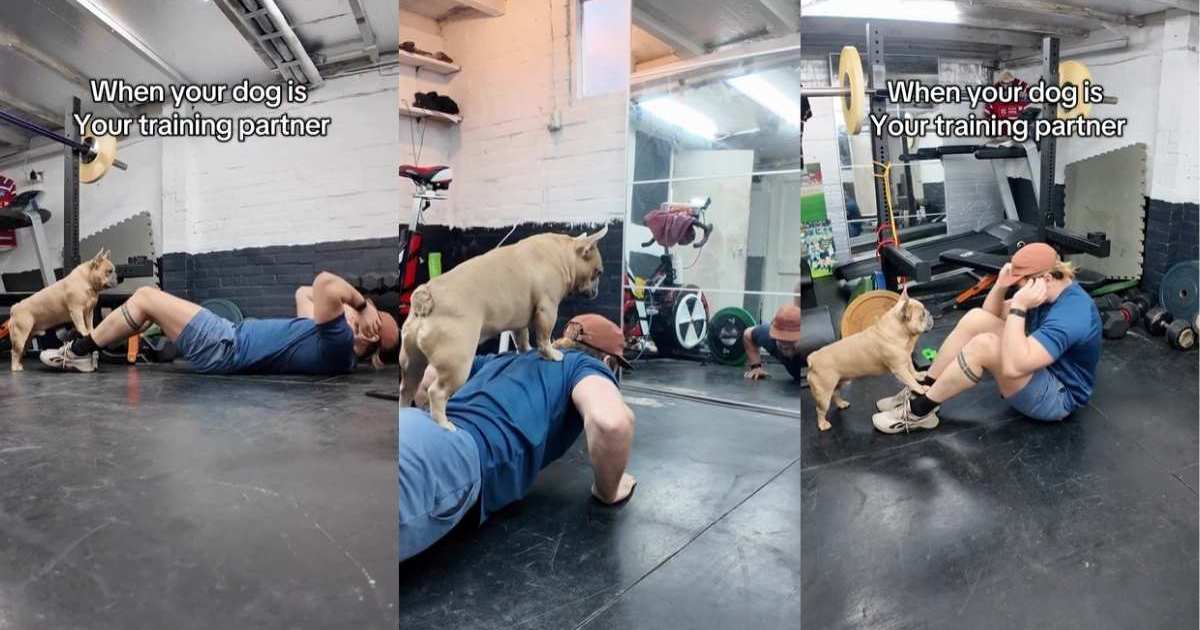 Dog Takes 'Gym Partner' Label Very Seriously in Workout Video - DogTime