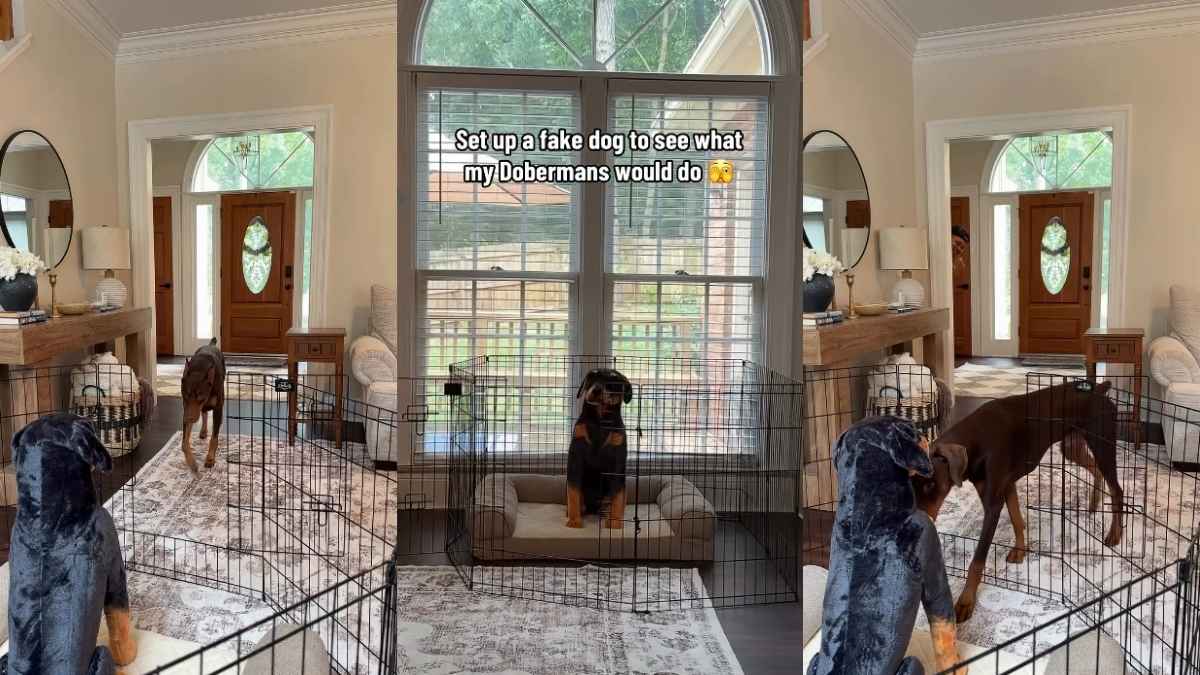 Video: Dobermans React Differently To Fake Dog Planted by Owner - DogTime