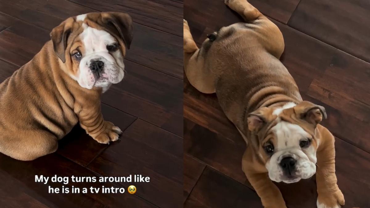 Video Shows Dog Turn Around Like He's In a 'TV Intro' - DogTime