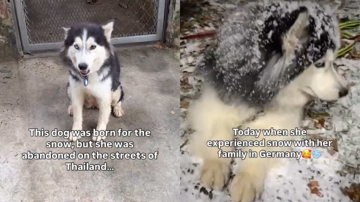 Video: Abandoned Dog Born for Snow Finally Gets to Live the Life She ...