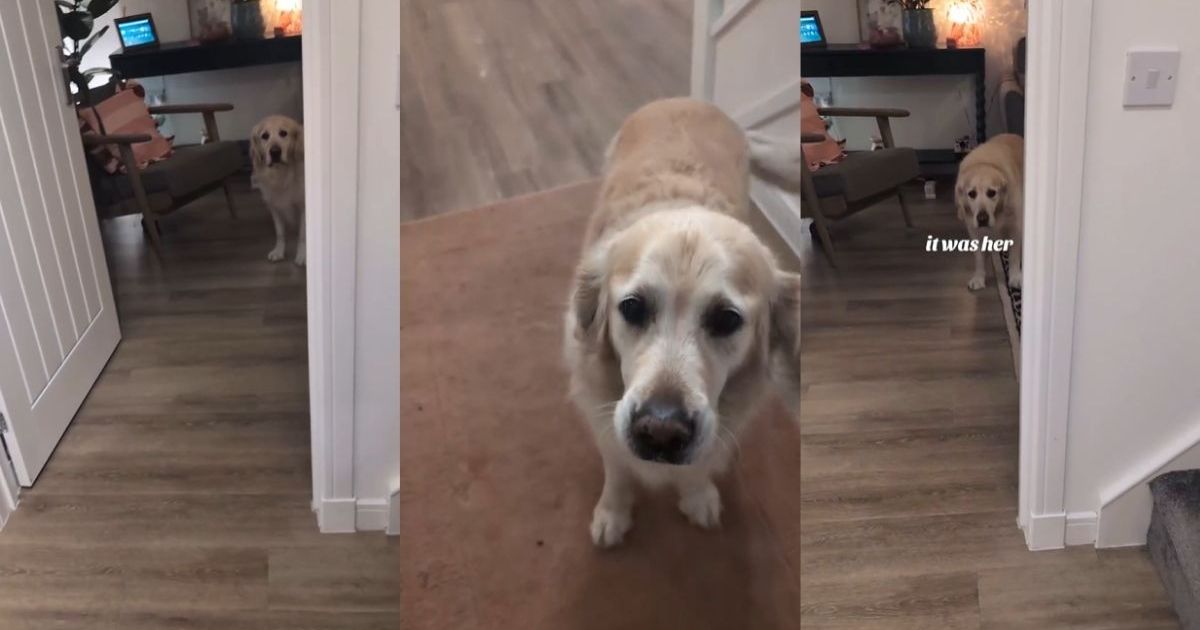 Video: Dog Is Dramatic After Owner Accidentally Steps on Toe - DogTime
