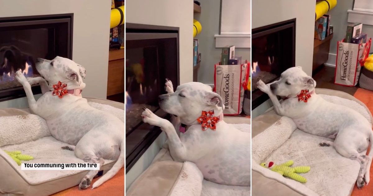 Video: Dog Is Busy 'Communing With Fire Gods' By Fireplace - DogTime