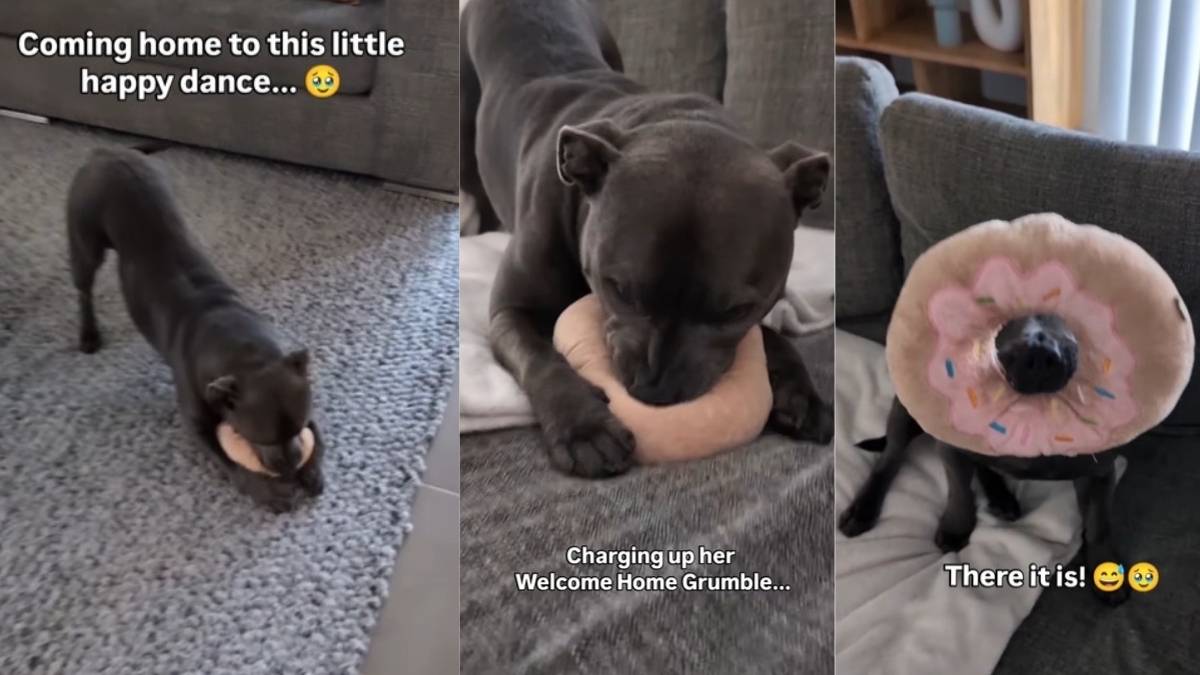 Video: Dog's 'Happy Dance' When Owner Comes Home Melts Hearts - DogTime