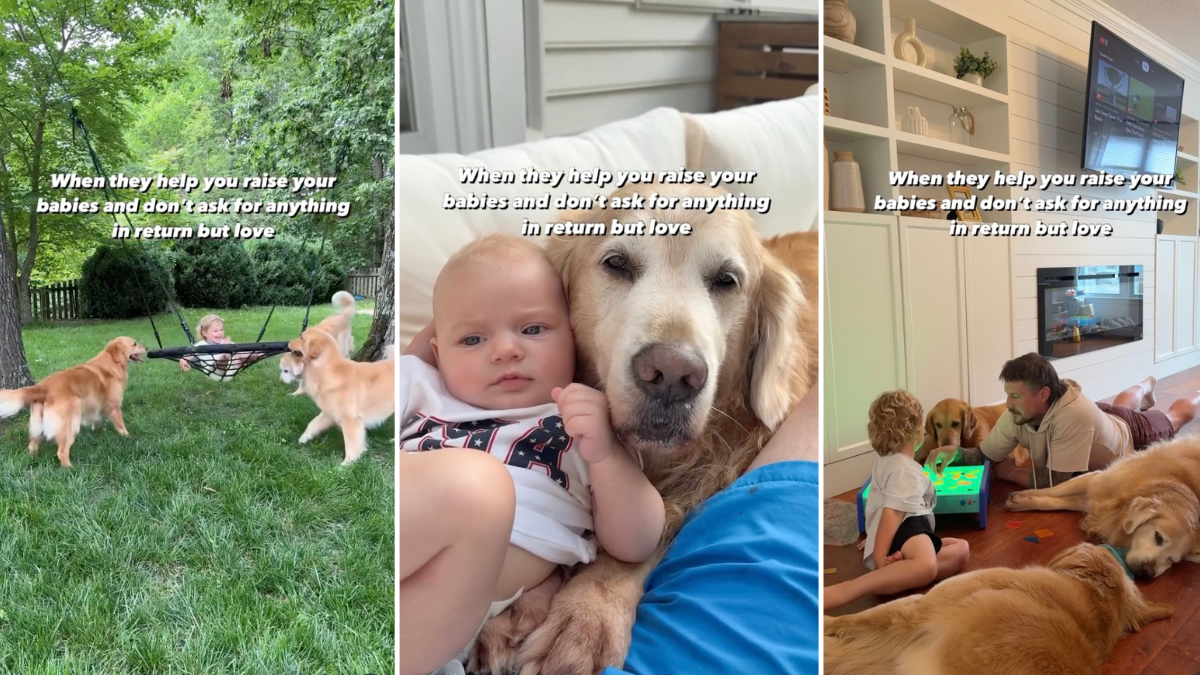 Golden Retrievers 'Help' Owner Raise Kids & Expect This in Return - DogTime