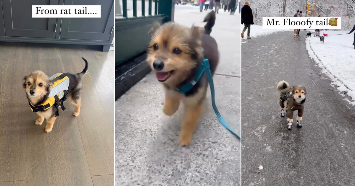 Video: Dog's 'Tail Transformation' Is One for the Books - DogTime