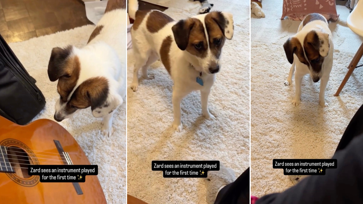 This Video of a Rescue Puppy Exploring the World Will Brighten Your ...