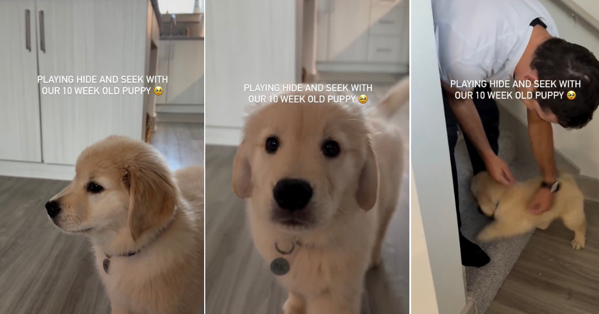 Weeks-Old Golden Retriever Puppy Goes Viral for Playing Hide-And-Seek ...