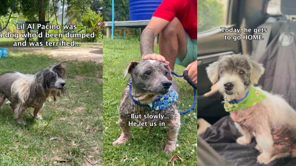 Dog Untouched for Years Gets To Go Home in Moving Video - DogTime