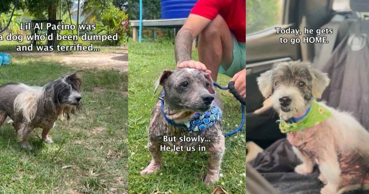 Dog Untouched for Years Gets To Go Home in Moving Video - DogTime