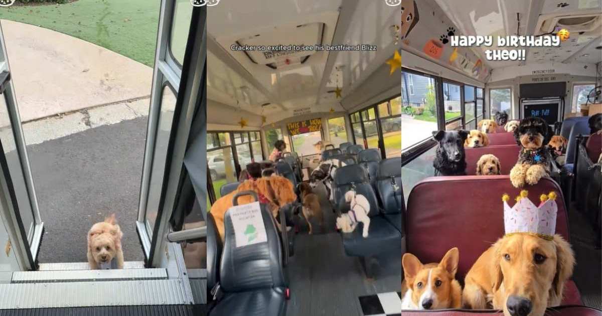 Video: Dogs Running From the Door to Daycare Pickup Bus Is the Cutest ...
