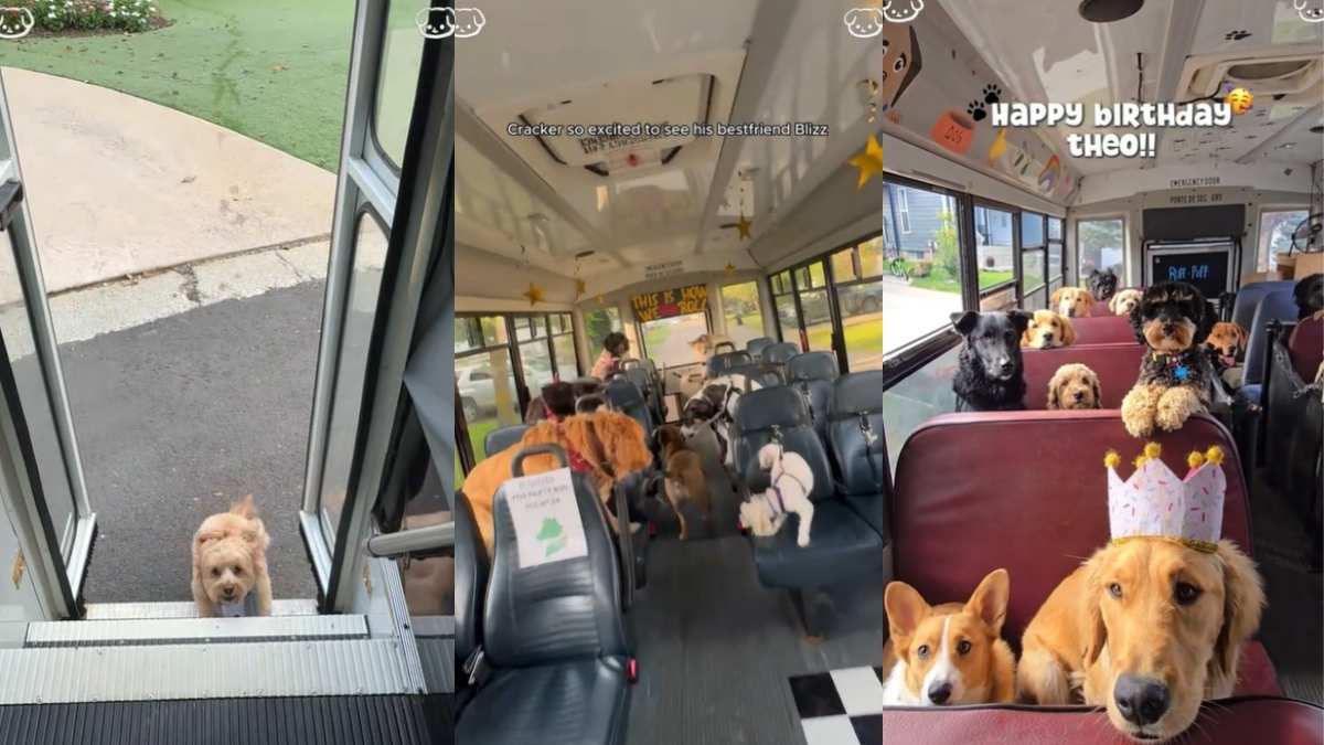 Video: Dogs Running From the Door to Daycare Pickup Bus Is the Cutest ...